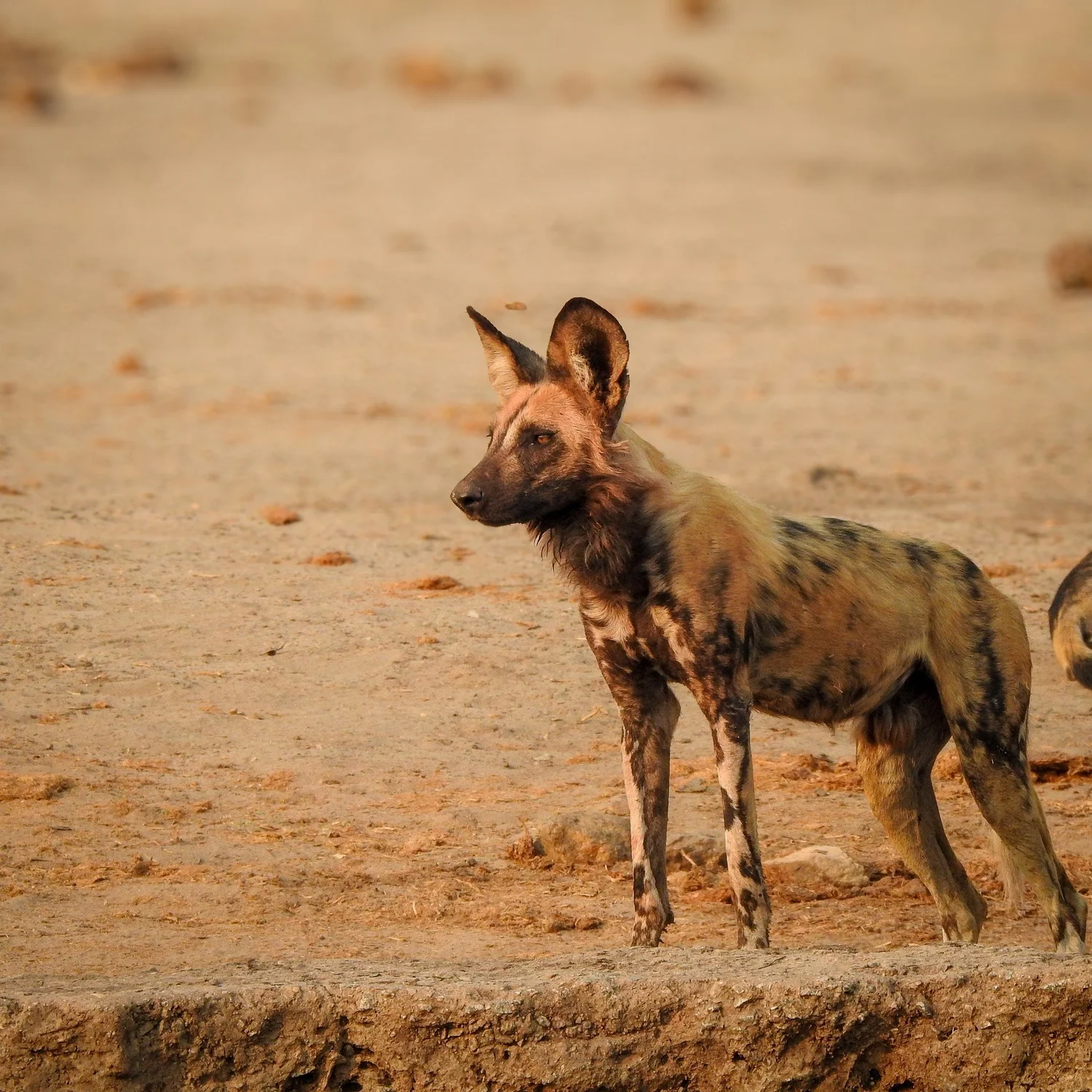 Painted Dog Conservation