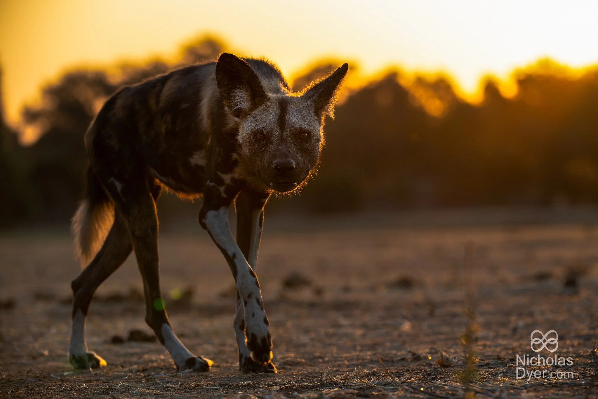 Painted Dog Conservation
