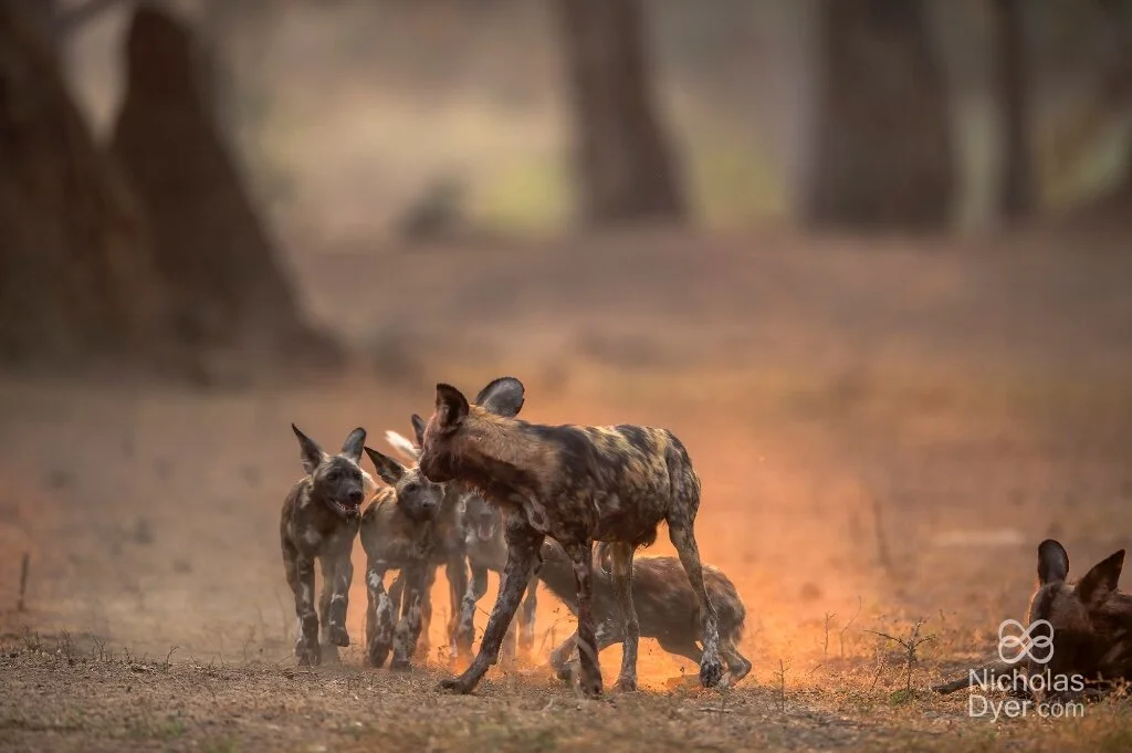 About the species — Painted Dog Conservation