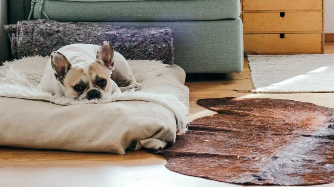 Is Lysol Safe For Pets? (Explained) — Karen’s Green Cleaning