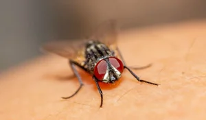 Fly Poop On Window Sill? (Easy Cleaning Guide) — Karen’s Green Cleaning