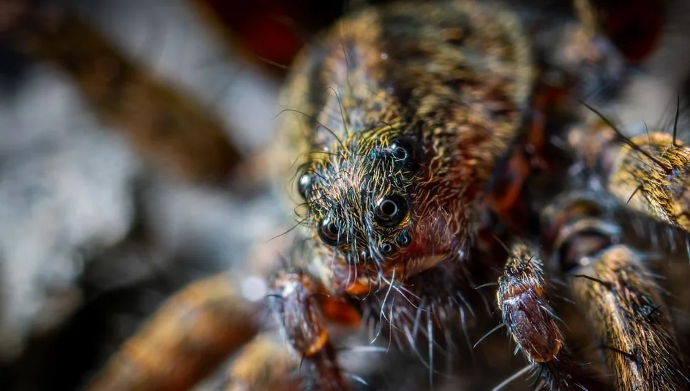 Cleaning Spider Poop On Window Sills (Quick Guide) — Karen’s Green ...