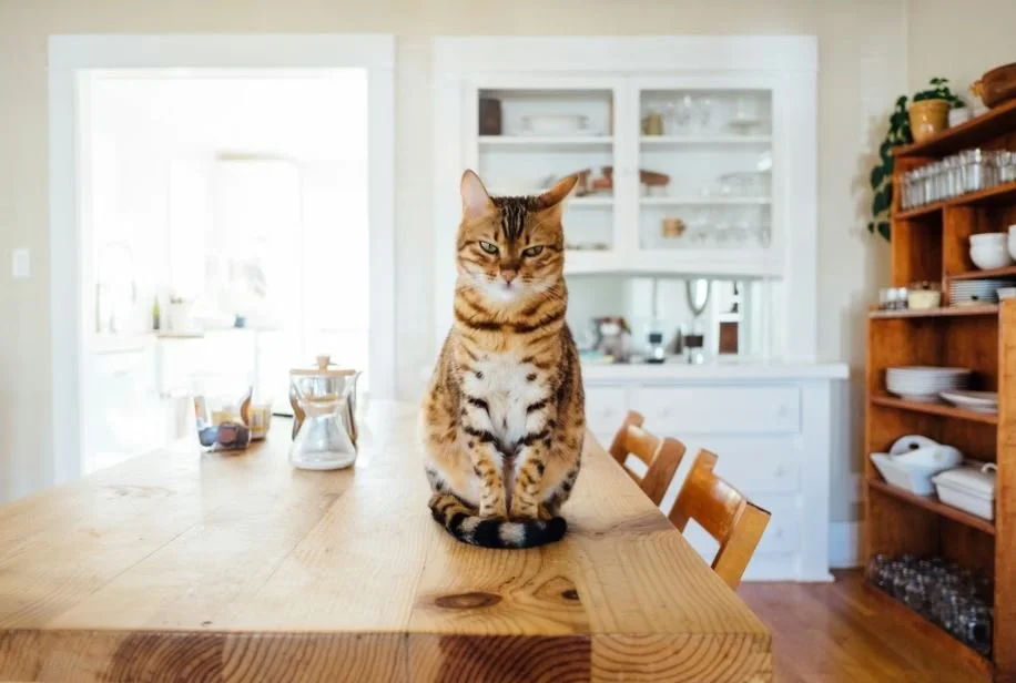 Ammonia Smell In House? (Here’s Where It’s Coming From) — Karen’s Green ...