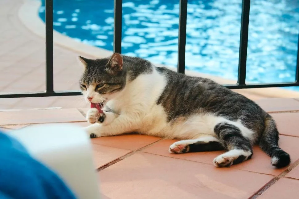 Is Swiffer Safe For Cats? (Solved) — Karen’s Green Cleaning