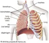 Thoracic Mobility: Why is it Important? — Physical Therapy in Brooklyn ...