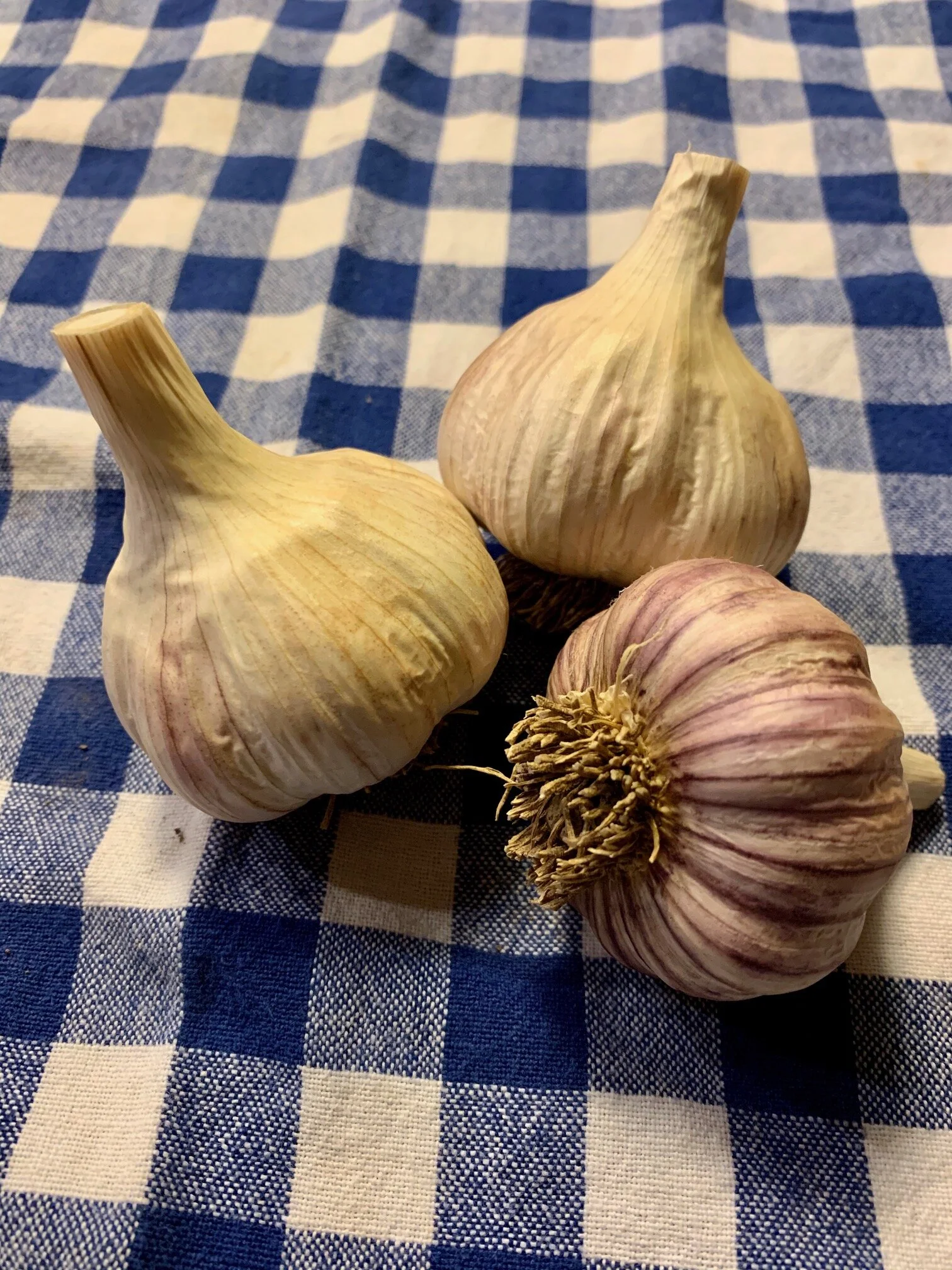 Shop — Fat Clove Garlic Farm