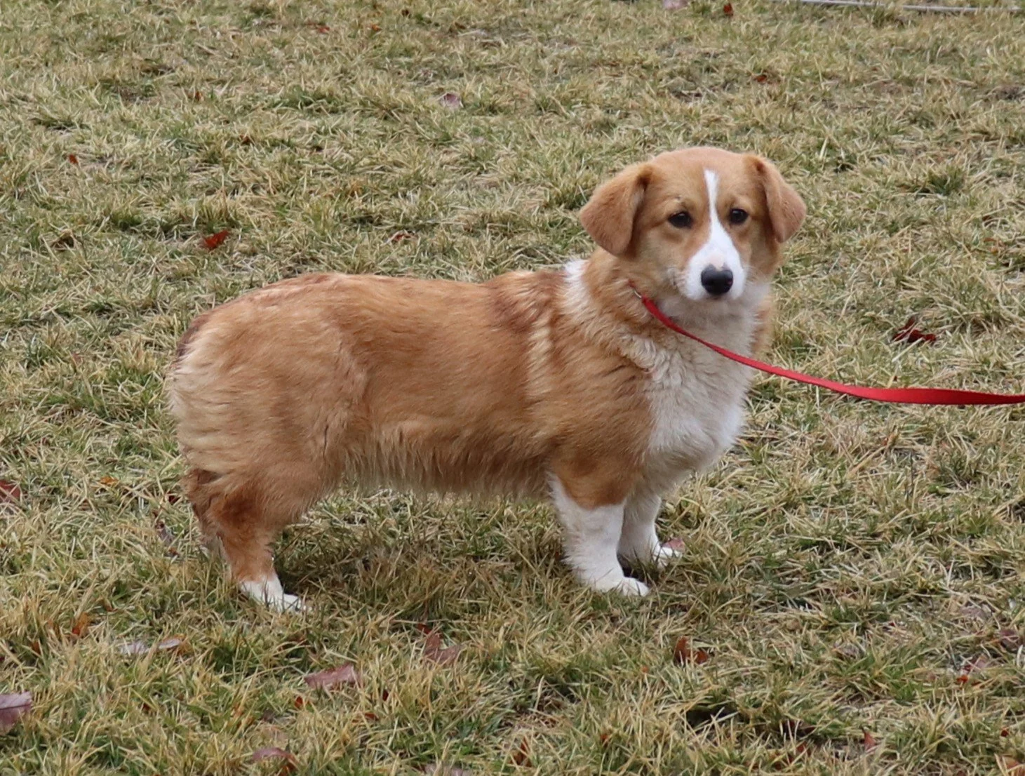 Corgi puppies in Missouri — Long Range Ranch Corgi Puppies in Missouri ...