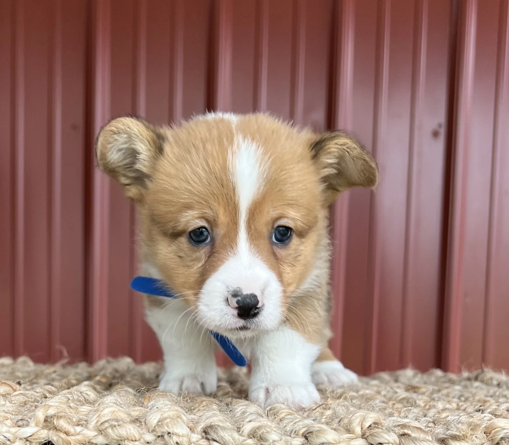 Corgi puppies in Missouri — Long Range Ranch Corgi Puppies in Missouri ...