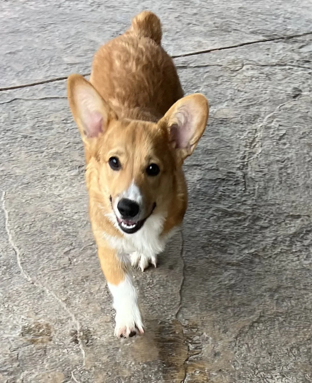 Corgi puppies for sale in Missouri — Long Range Ranch Corgi Puppies in ...