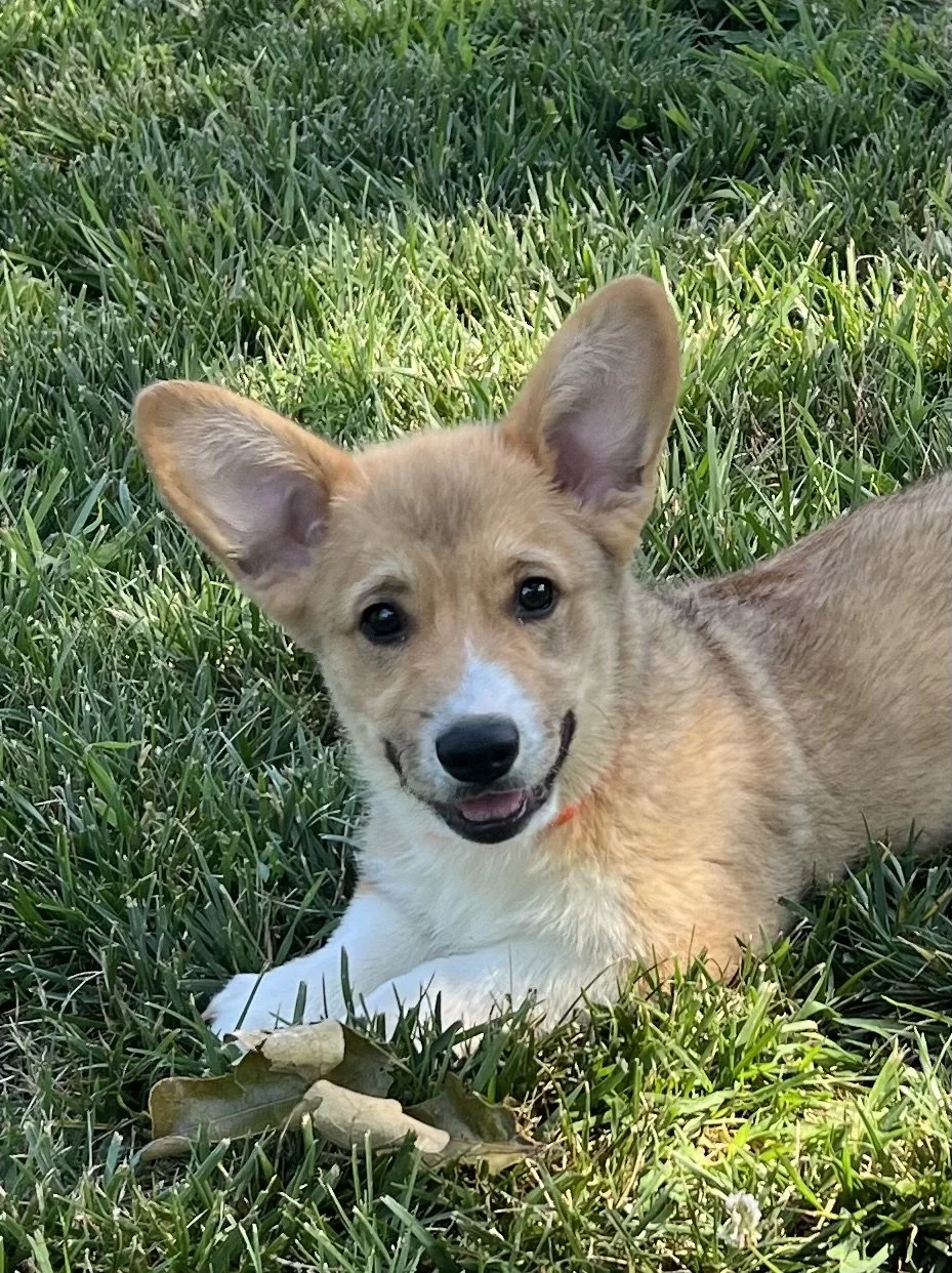 Corgi puppies in Missouri — Long Range Ranch Corgi Puppies in Missouri ...