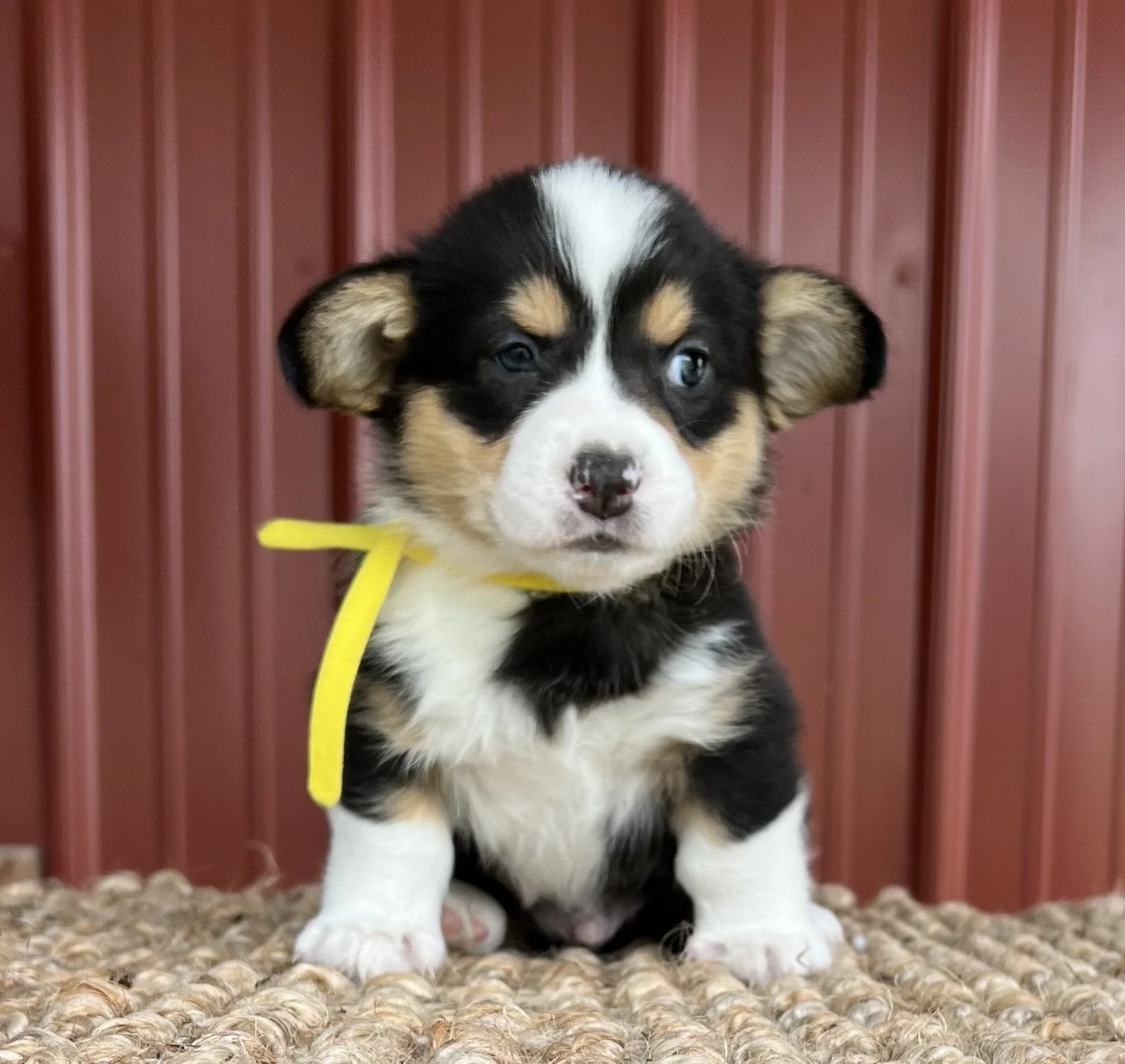 Corgi puppies in Missouri — Long Range Ranch Corgi Puppies in Missouri ...