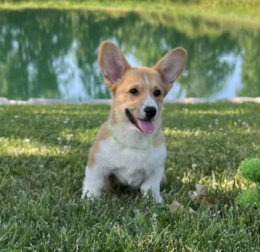 Corgi puppies in Missouri — Long Range Ranch Corgi Puppies in Missouri ...
