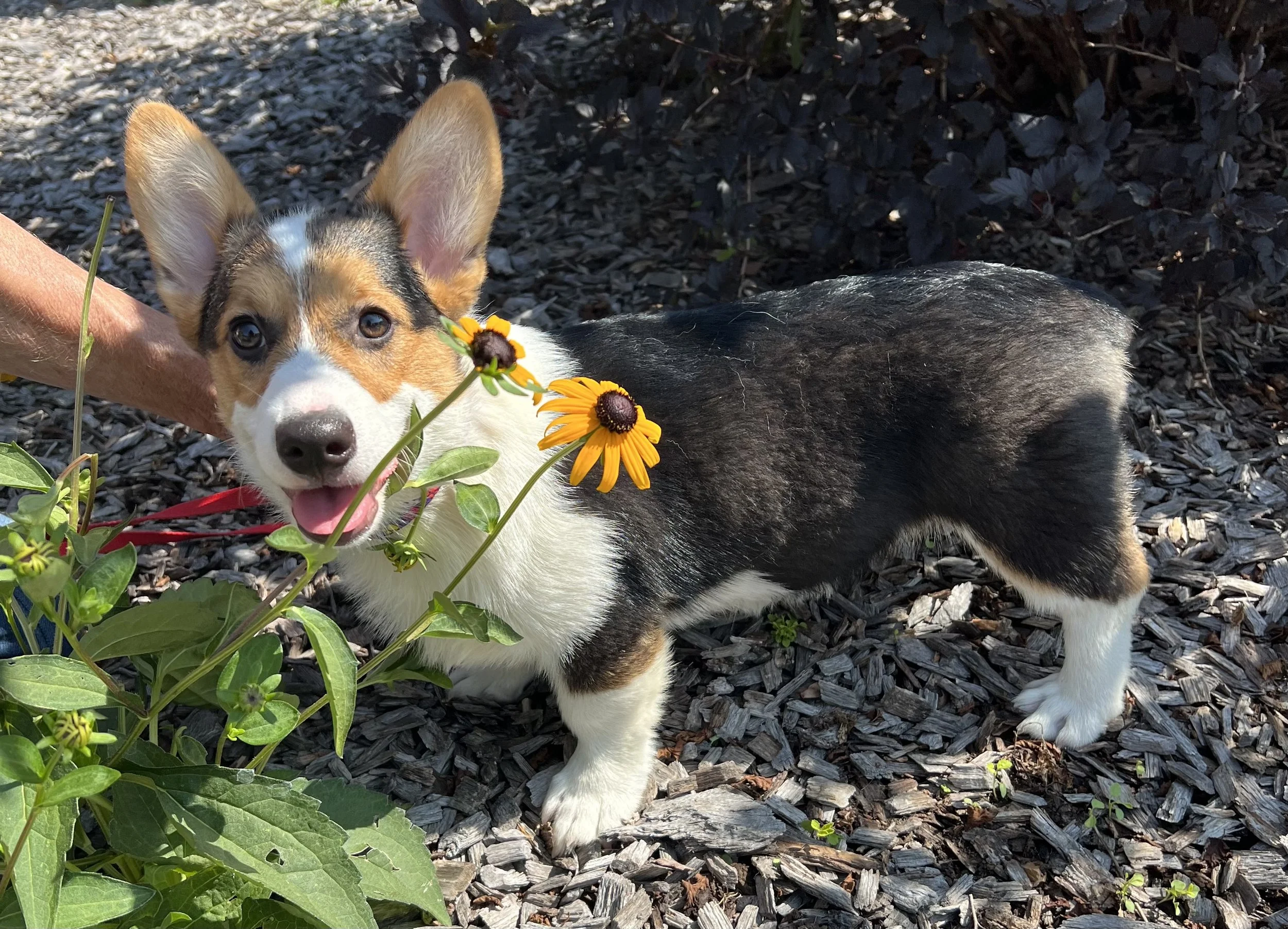 Corgi puppies in Missouri — Long Range Ranch Corgi Puppies in Missouri ...