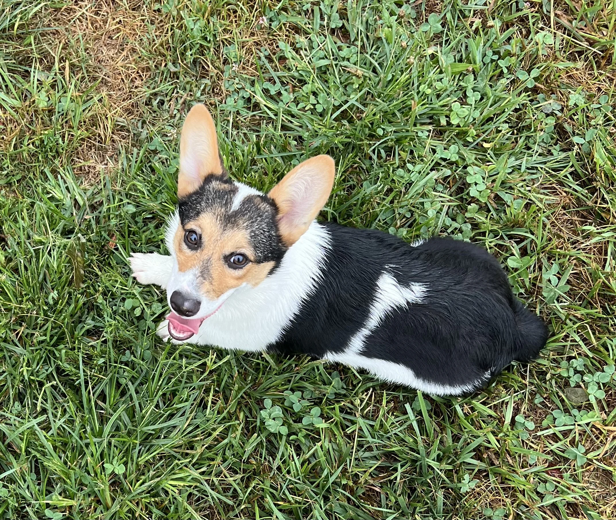 Corgi puppies in Missouri — Long Range Ranch Corgi Puppies in Missouri ...