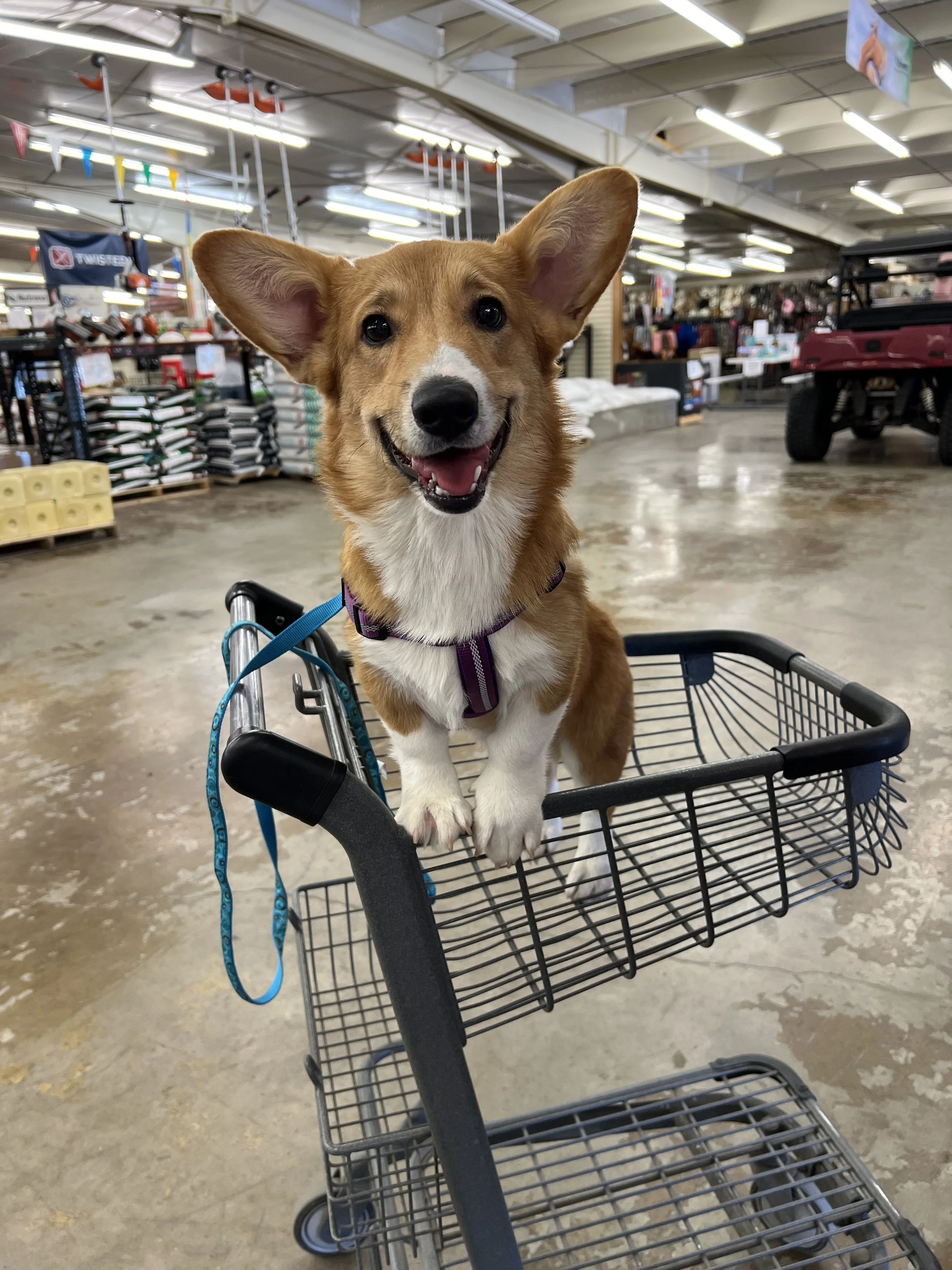 Corgi puppies in Missouri — Long Range Ranch Corgi Puppies in Missouri ...