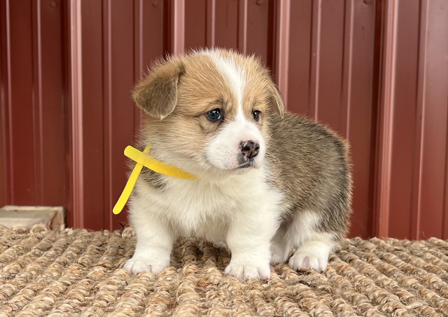 Corgi puppies in Missouri — Long Range Ranch Corgi Puppies in Missouri ...