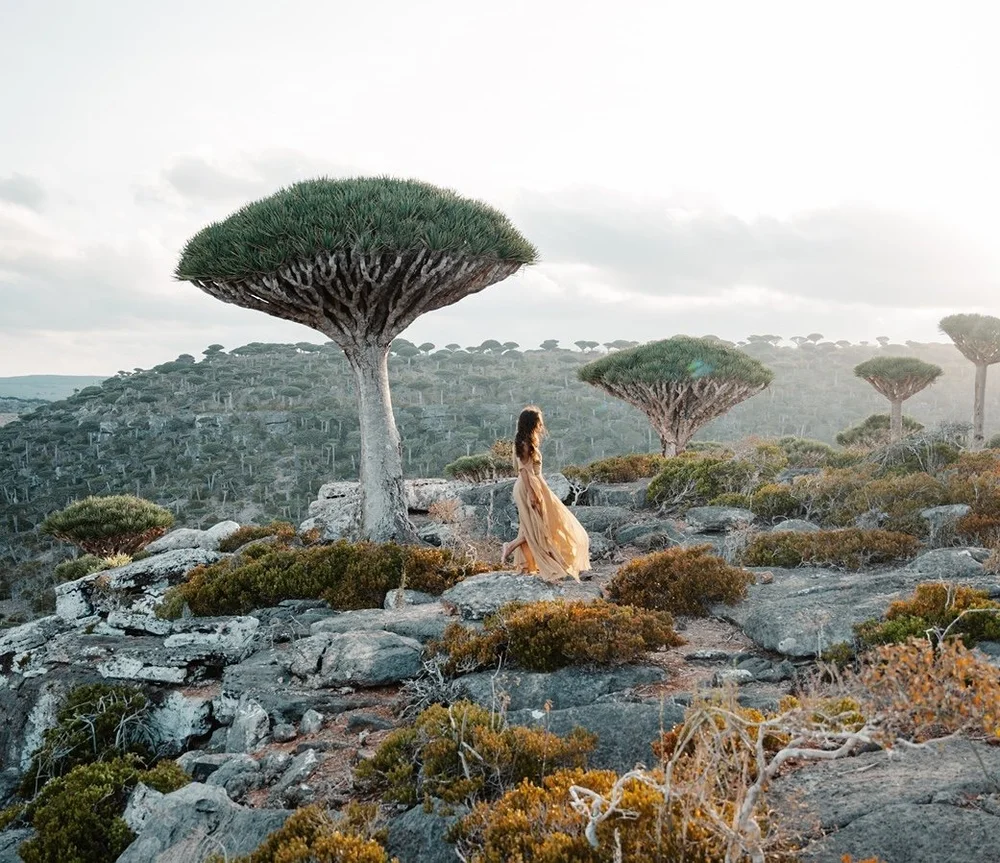 The Ultimate Travel Guide To Socotra Island What You Need To Know