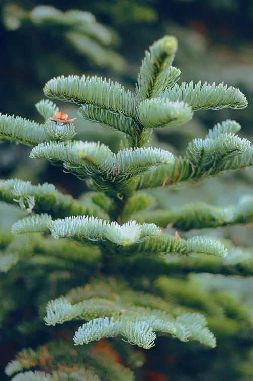 Närodlat granris till våra kransar & workshops — Fiddekulla Trädgård