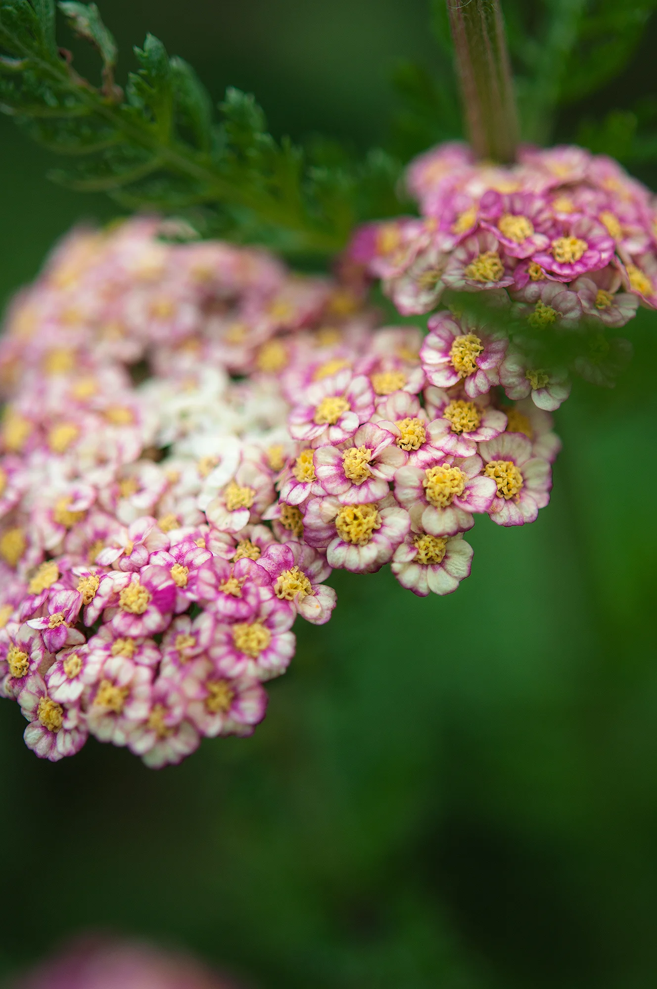 Rosa rölleka, en underbar snittblomma i sommarbuketterna — Fiddekulla ...