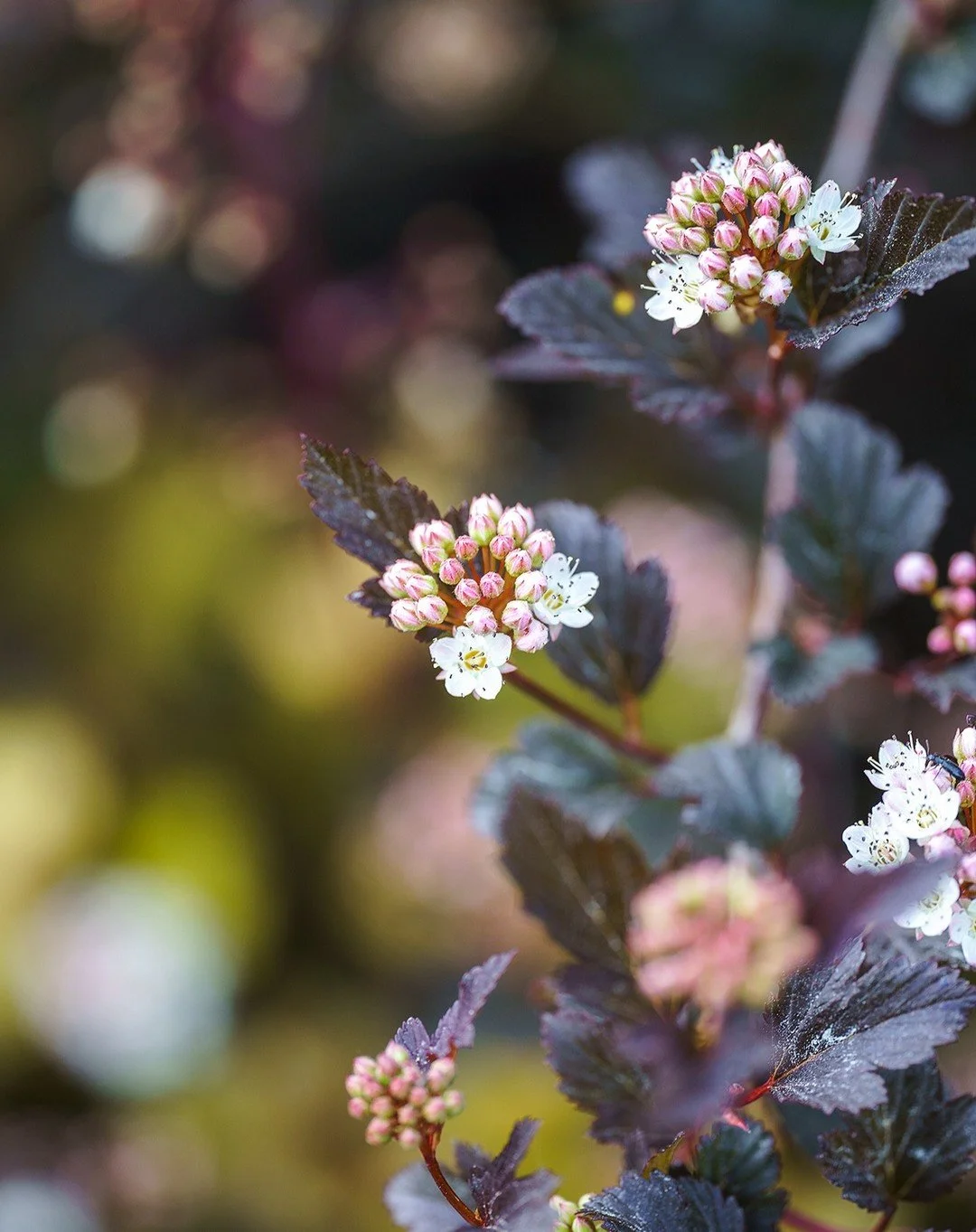 Fiddekulla Trädgård