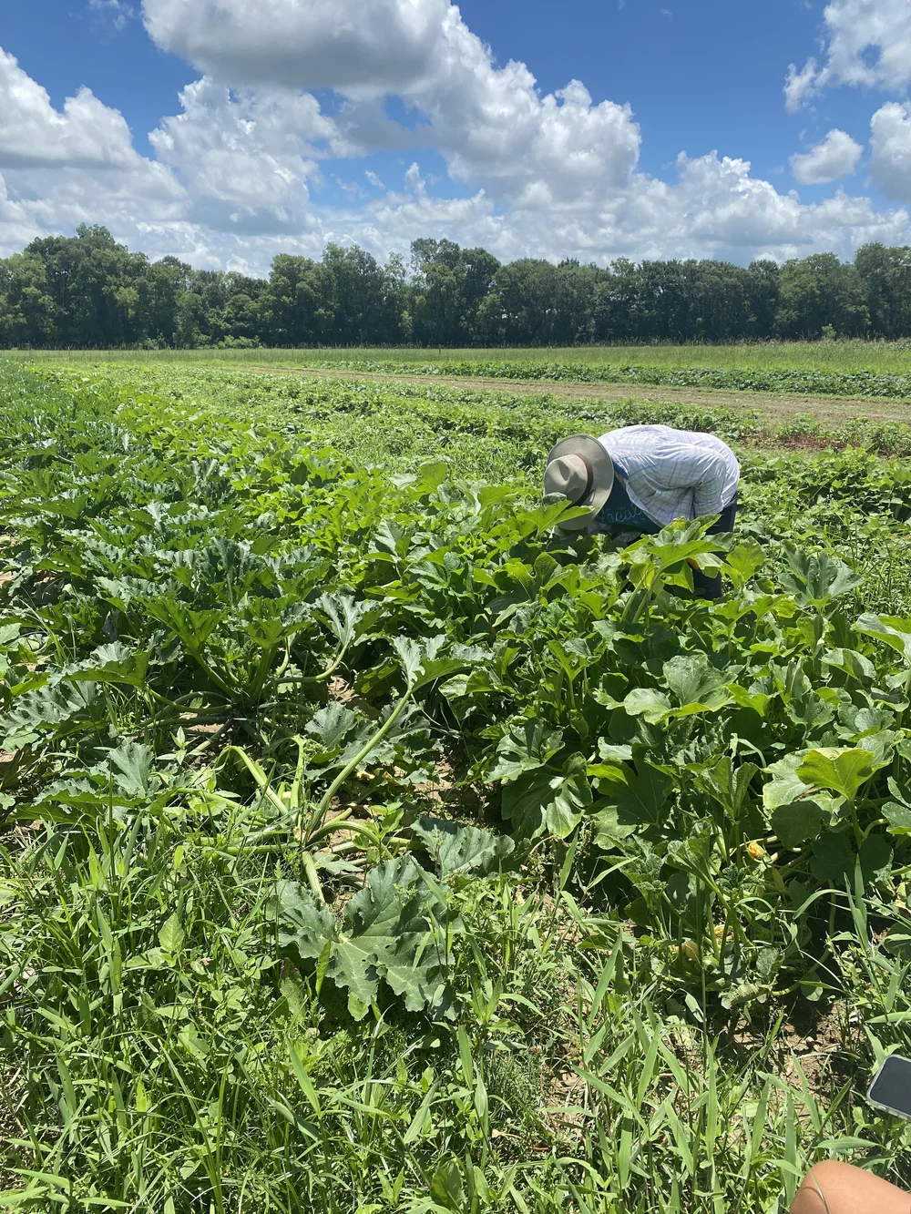 Programs — SPROUT NOLA