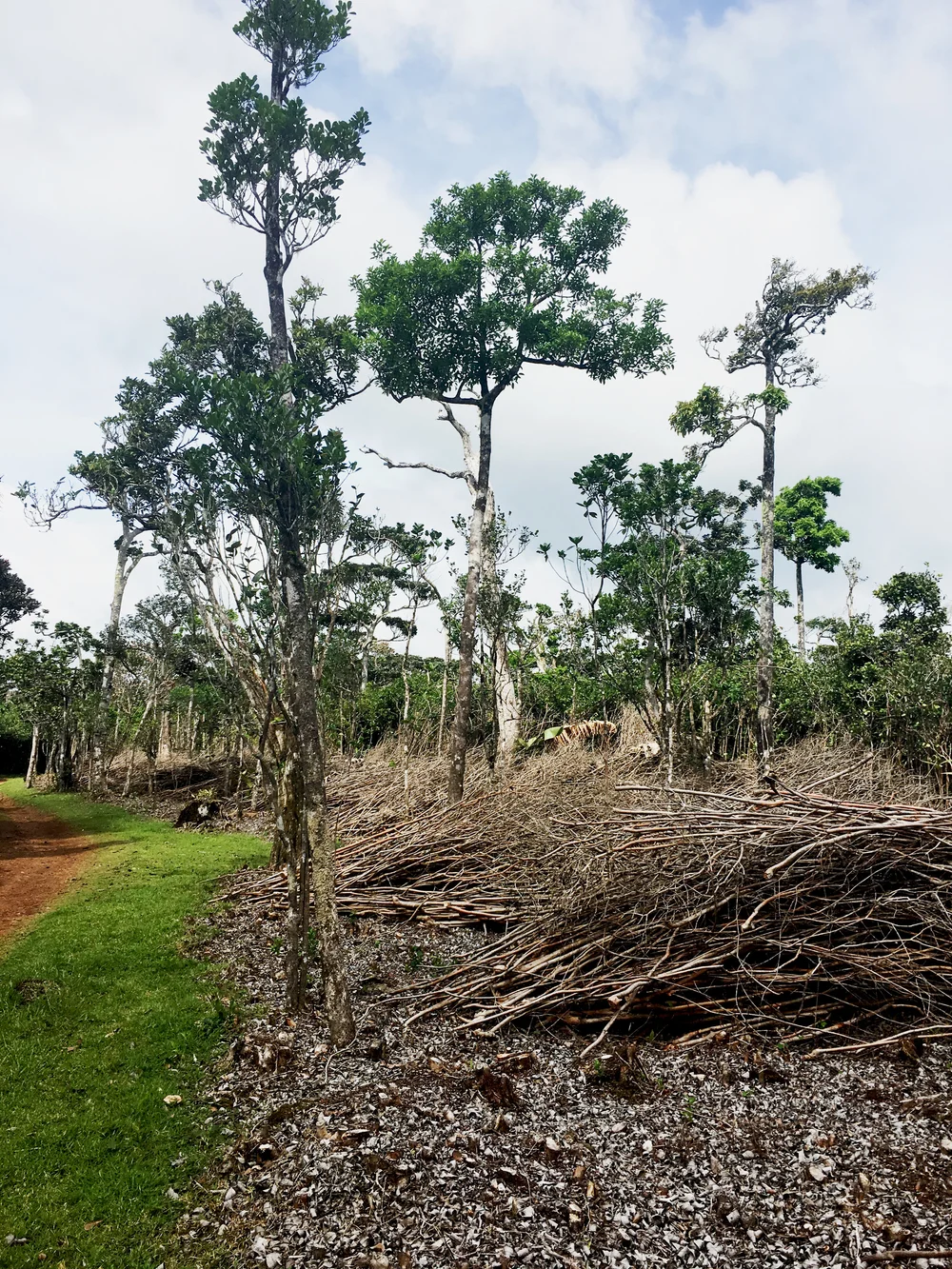 Mauritius Endemic Forests — ENDEM FOUNDATION /MAURITIUS