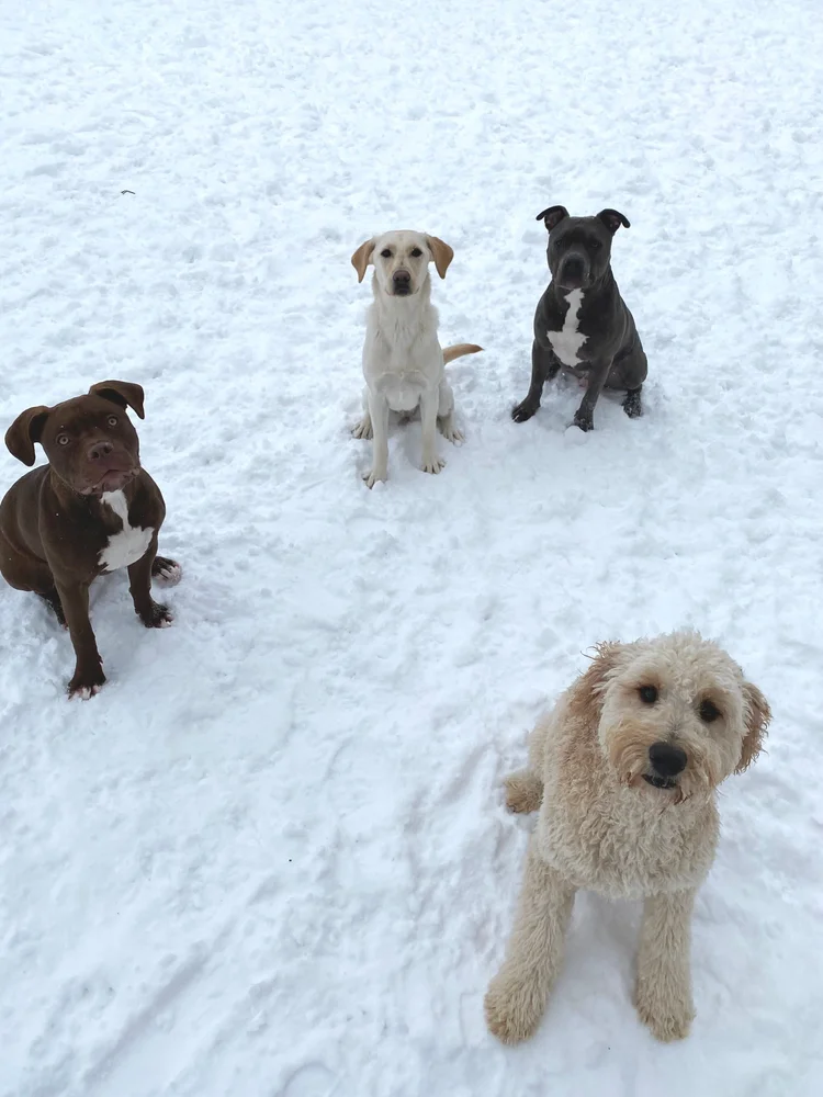 Francis Kennels