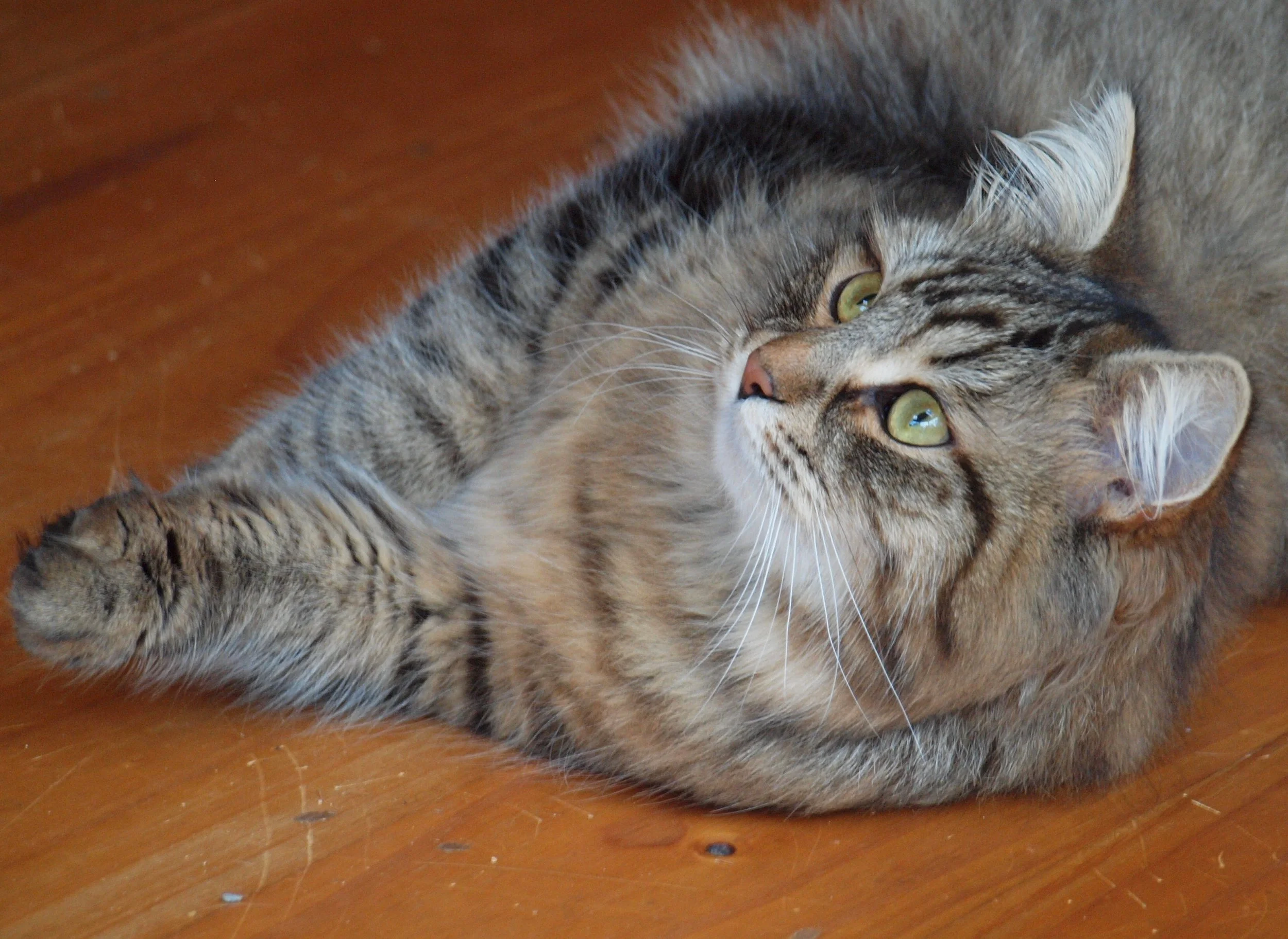 Our cats — Kwinana Cattery