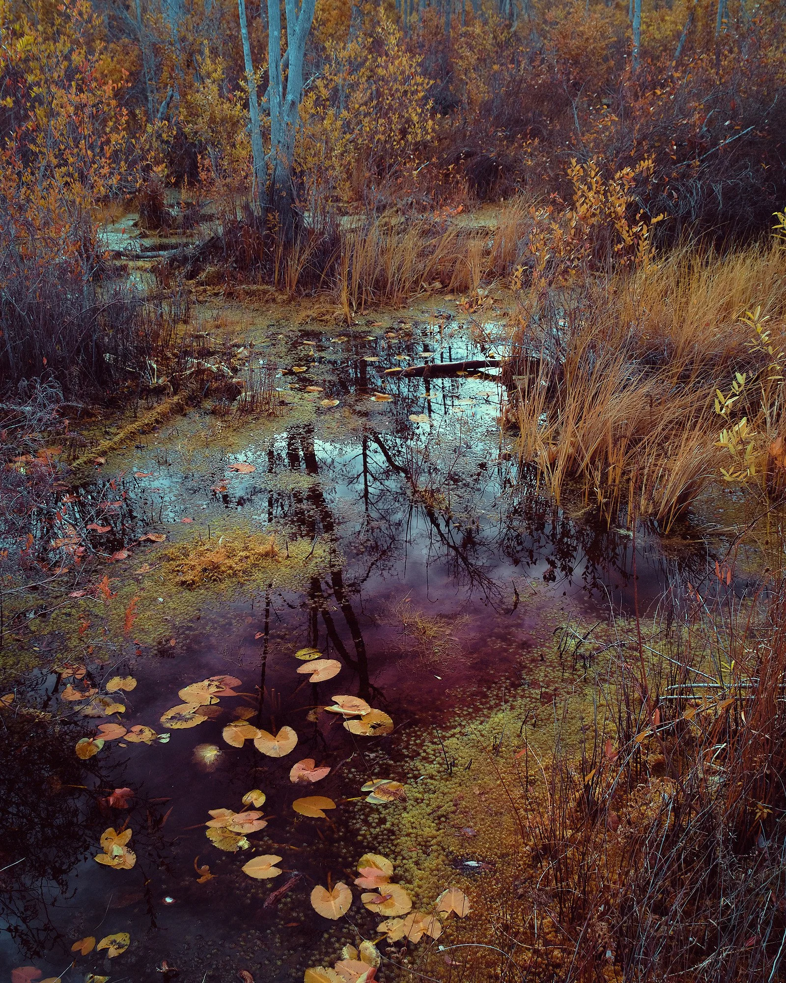 Full Spectrum — Zac Henderson