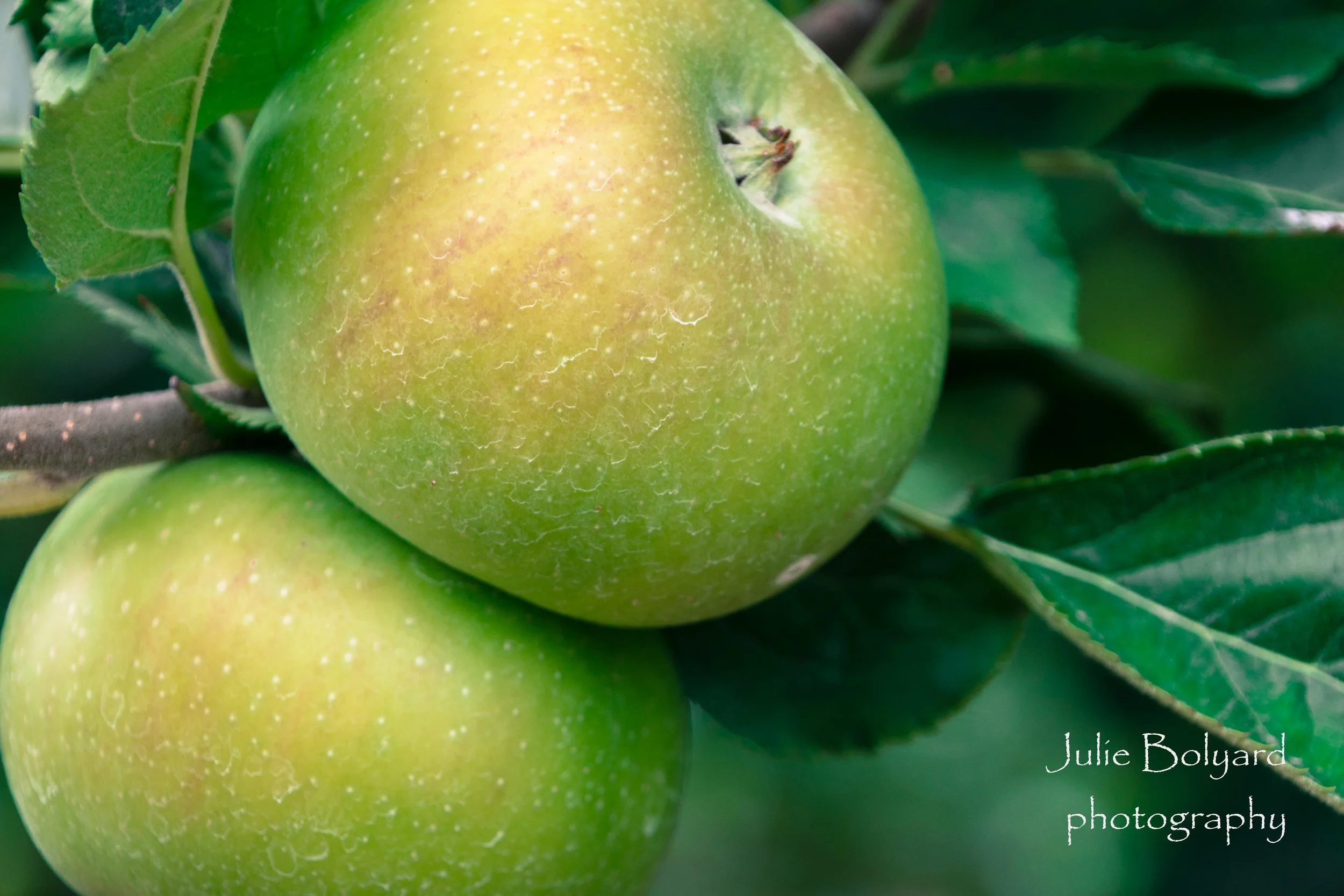 Photo Gallery — High Quality Fruit Grown and Packed in the wild and ...