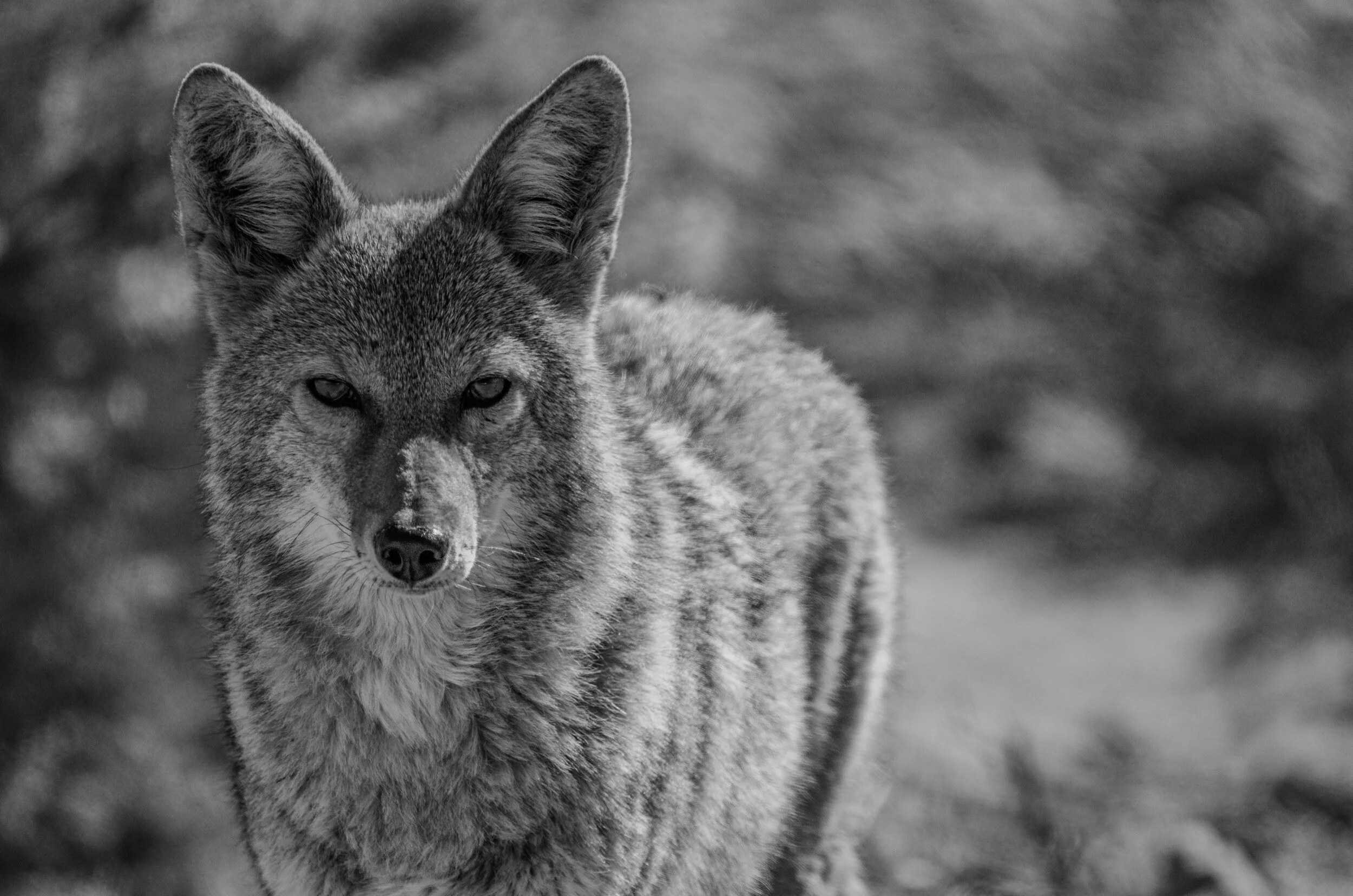 Matthew Morelli Compositions - Portfolio