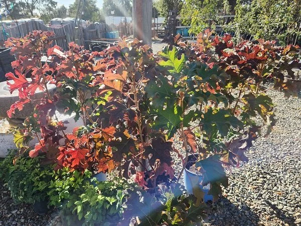 El Dorado Nursery — WHAT'S NEW