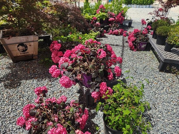 El Dorado Nursery — WHAT'S NEW
