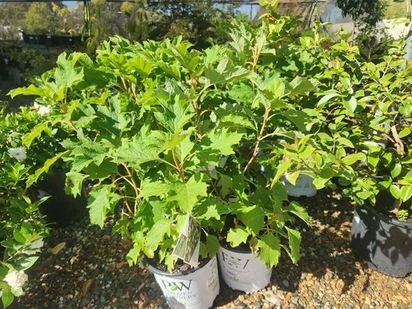 El Dorado Nursery — WHAT'S NEW