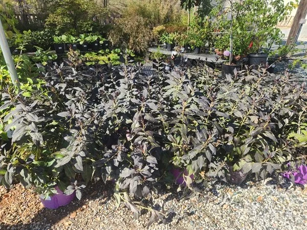 El Dorado Nursery — WHAT'S NEW