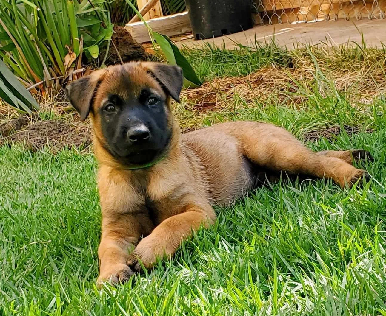 Past Litters — Defend Kennels