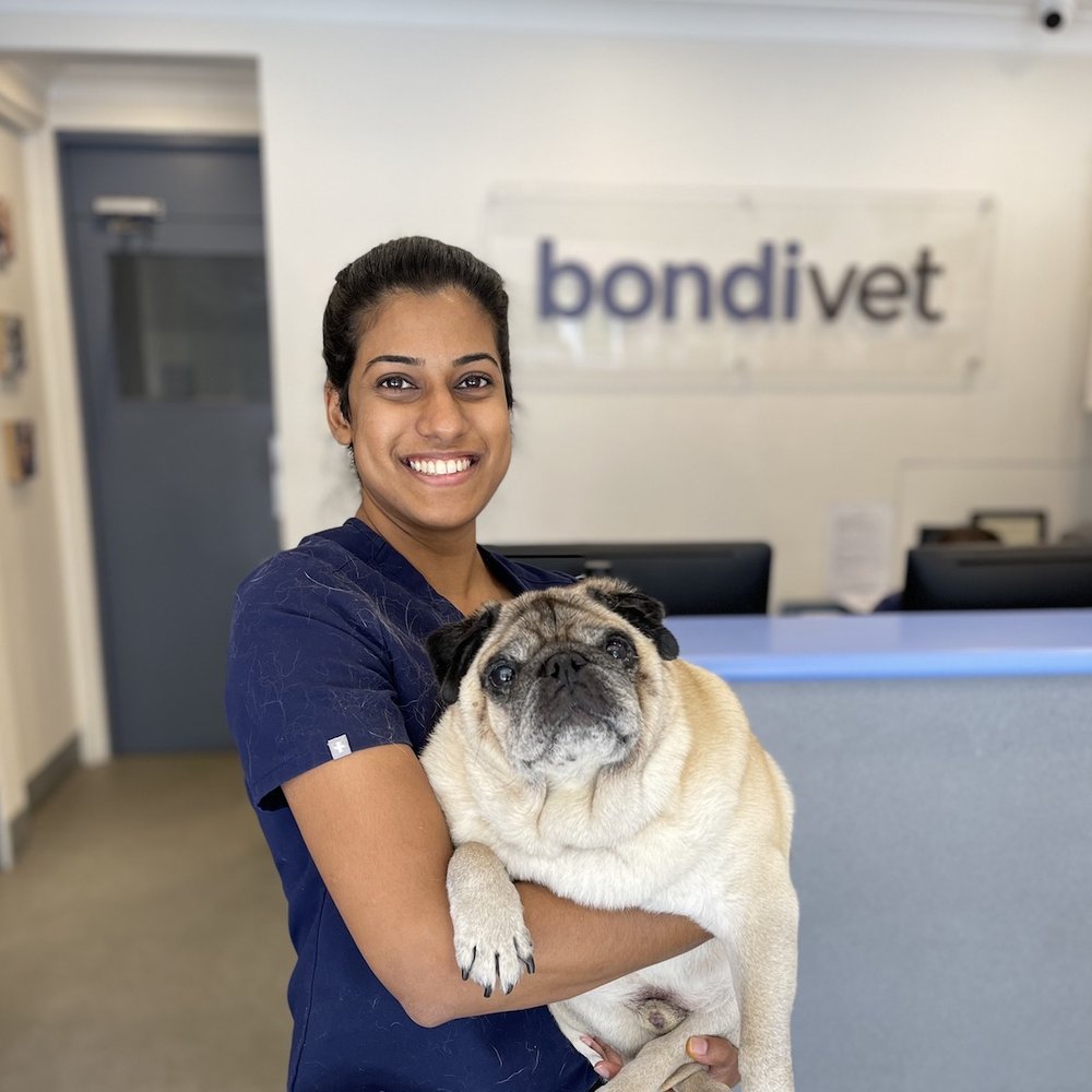 About — Bondi Vet Hospital