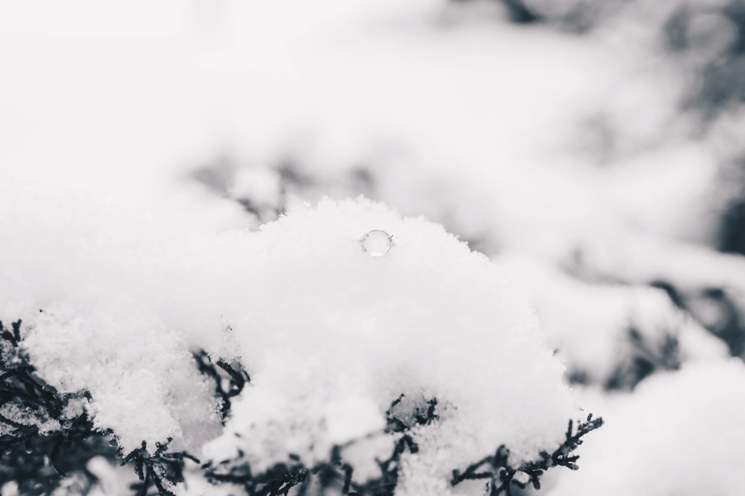 Winter Engagement Photos at the Morton Arboretum // Lisle, IL // Bryant ...