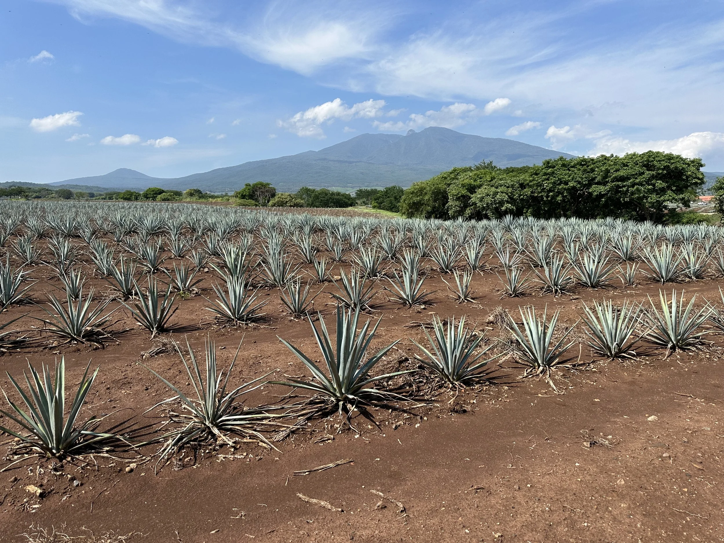The Complete Guide to Jose Cuervo Tequila - Shaping the Past & Future ...