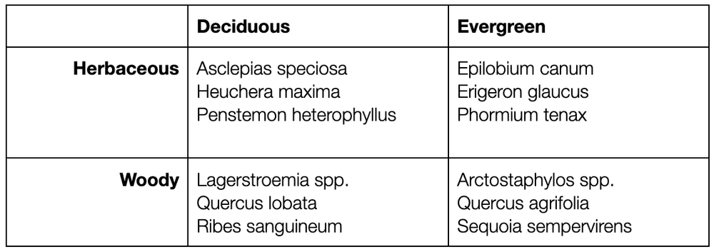 Designing the Planting Plan: Plant Types — Verdance Landscape Architecture