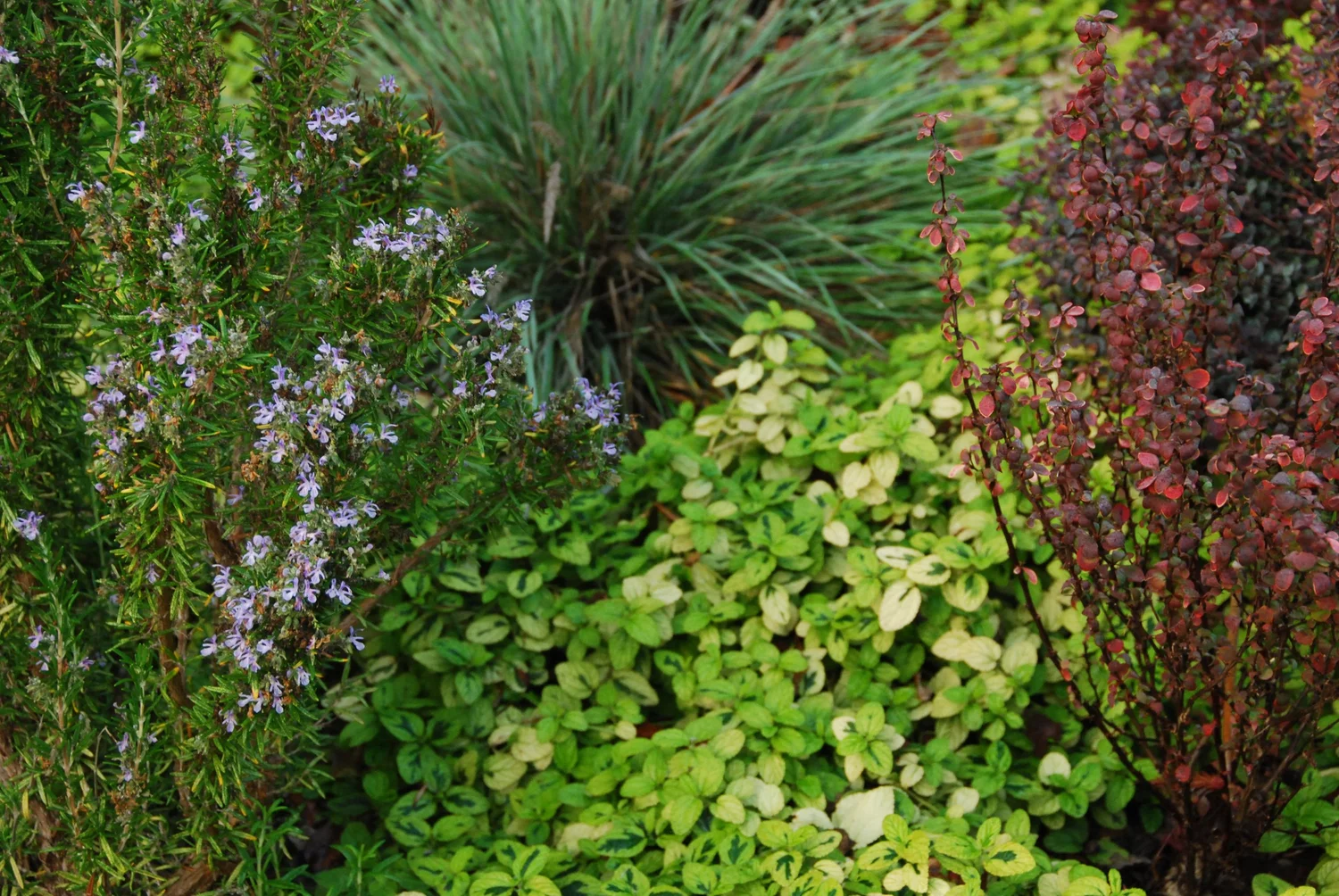 Designing the Planting Plan: Plant Characteristics — Verdance Landscape ...