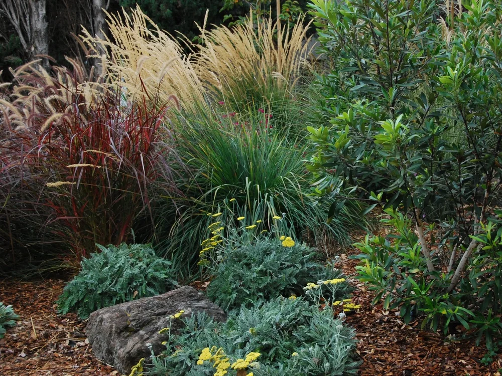 Designing the Planting Plan: Plant Types — Verdance Landscape Architecture