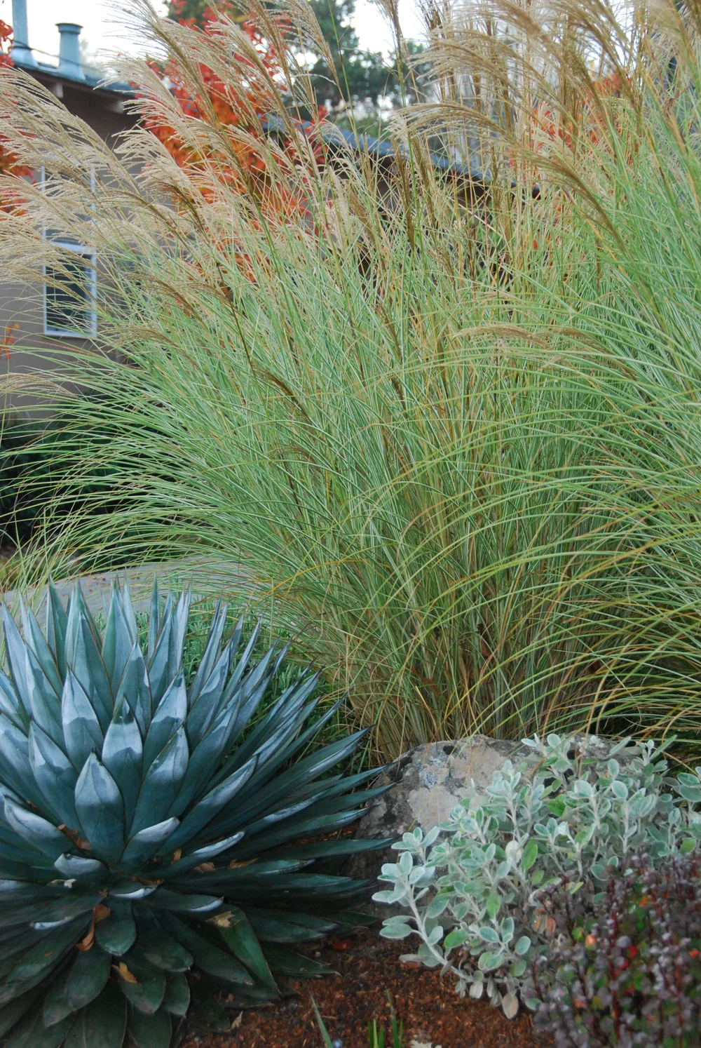 Contrast in Landscape Design — Verdance Landscape Architecture