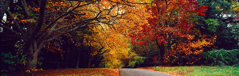 Signature Image Range — Printed Splashbacks & Acrylic Splashbacks ...