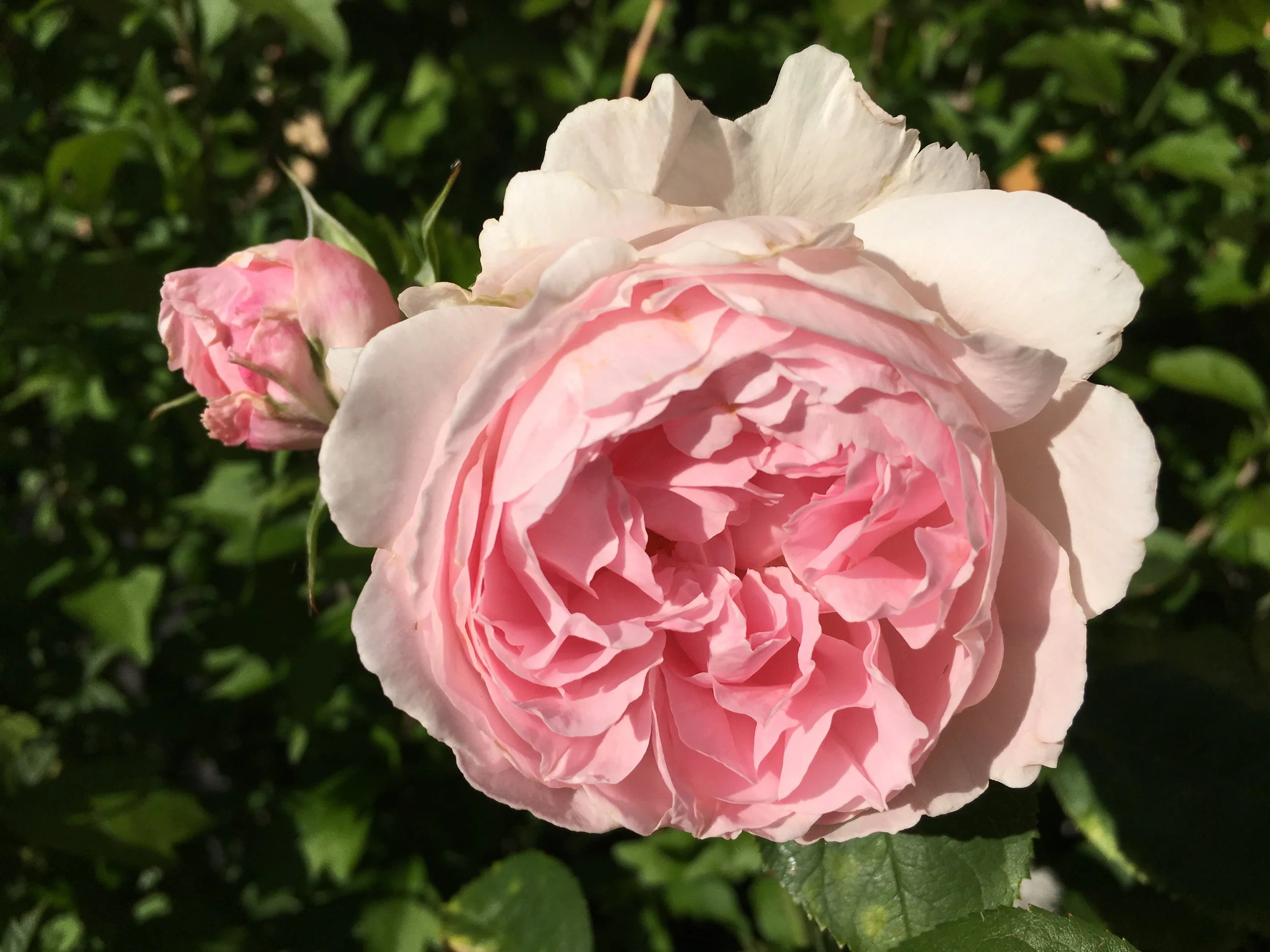 Roser- havens dronning — Sorte Negle