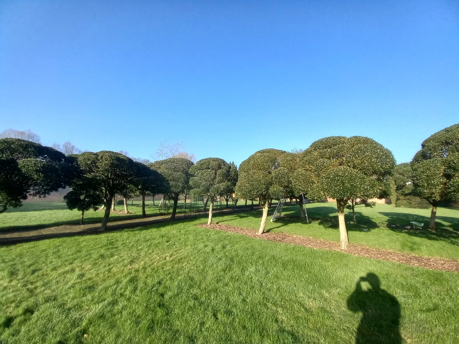 Cloud Pruning — Ashurst Arborists