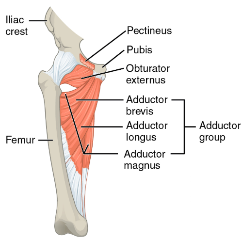 Muscle Strains Part 2: The Adductors (Groin) and Hockey — Dynamic ...