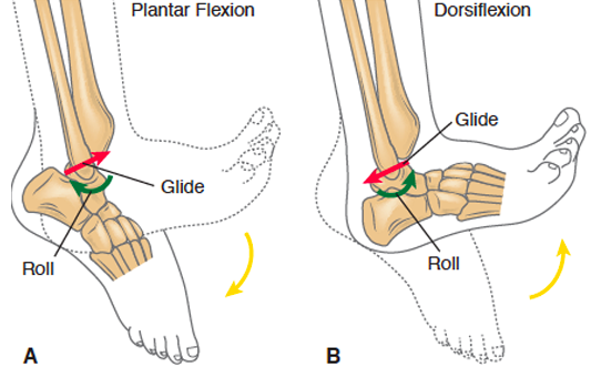 Posterior Ankle Impingement — Dynamic Physio Therapy | Naples, FL ...