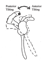 Anterior Tilt of the Scapula — Dynamic Physio Therapy | Naples, FL ...