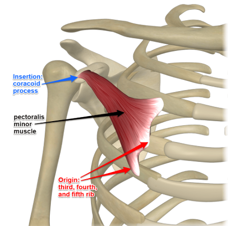 Anterior Tilt of the Scapula — Dynamic Physio Therapy | Naples, FL ...